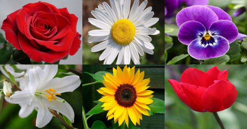 Escolha uma flor e veja o que ela revela sobre você!