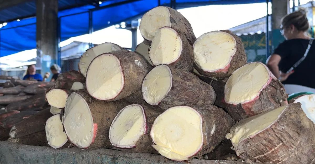 Família come 'mandioca brava', uma criança faleceu e outras cinco ...